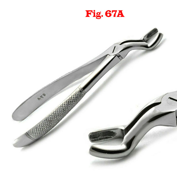 Premium High Quality Stainless Steel Dental Tooth Extracting Forceps ...