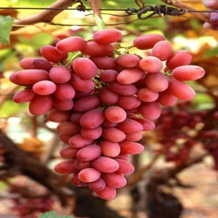 Grapes Crimson Fruit Tree Seeds | Daraz.pk