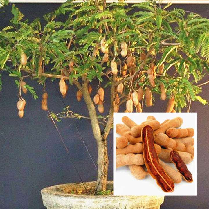Tamarind Vegetable Seeds (Pack of 50 Seeds) | Daraz.pk