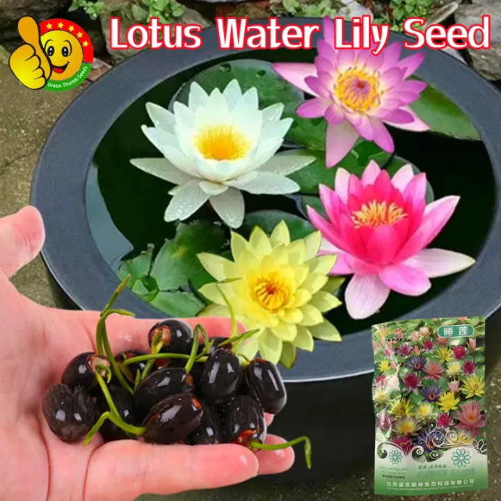 Seeds Hydroponic Lotus Water Lily Plants Seeds Lotus Seeds For Planting ...