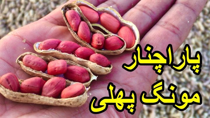 Roasted Parachanar Mong Phali / Moong Phali 500 gram / premium quality ...