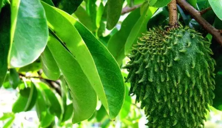 Dried Soursop leaf/Leaves/powder Ceylon Guanabana Graviola Guyabano ...