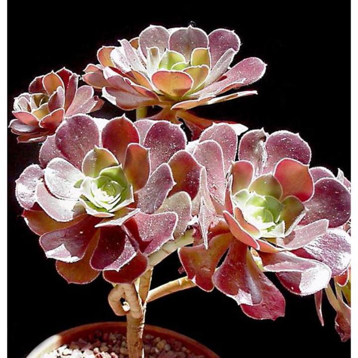 Aeonium Arboreum Jungle Flower Seeds | Daraz.pk