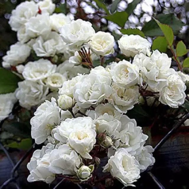 10 Seed Climbing White Rose Seeds White Color Variety With Flower Seed ...