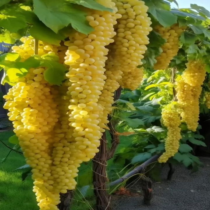 Juwel Yellow Grapes Seeds | Daraz.pk