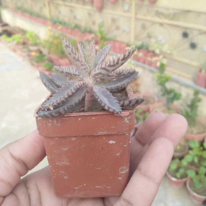 devil back bone plant | Daraz.pk