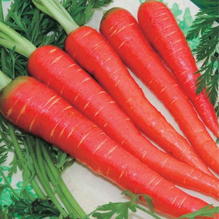 Carrot / Gajar Fresh Seeds - High Germination Rate | Daraz.pk