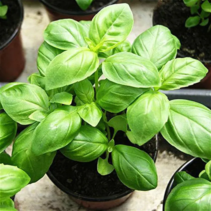 Basil (Thai siam queen large leaf) Herb seeds | Daraz.pk