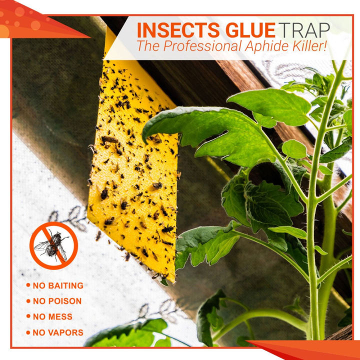 WBM Aphid Glue Trap - 5 Pcs | Insect Killer (Fly Glue Trap), Insect ...