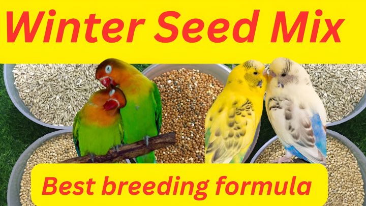 Special Breeding Formula Mix Seed Birds food Seed Mix for cocktail ...