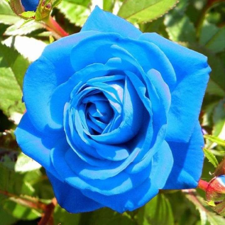 Sky blue rose store