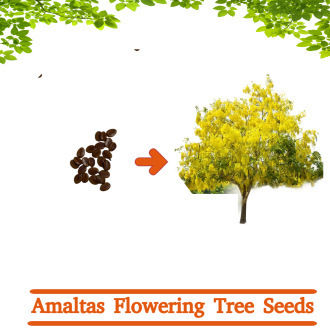 Golden Rain Tree Seeds (Cassia Fistula) – Amaltas Flowering Tree Seeds ...