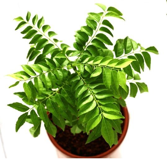 Curry Leaves | Kadi Patta | Murraya koenigii | Meetha Neem |Garden ...