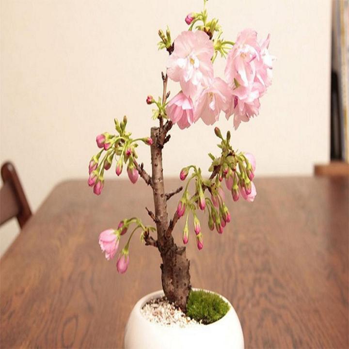 Sakura Cherry Pink Flower Tree Seeds | Daraz.pk