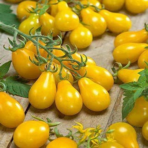 Tomato Yellow Vegetable Seeds | Daraz.pk