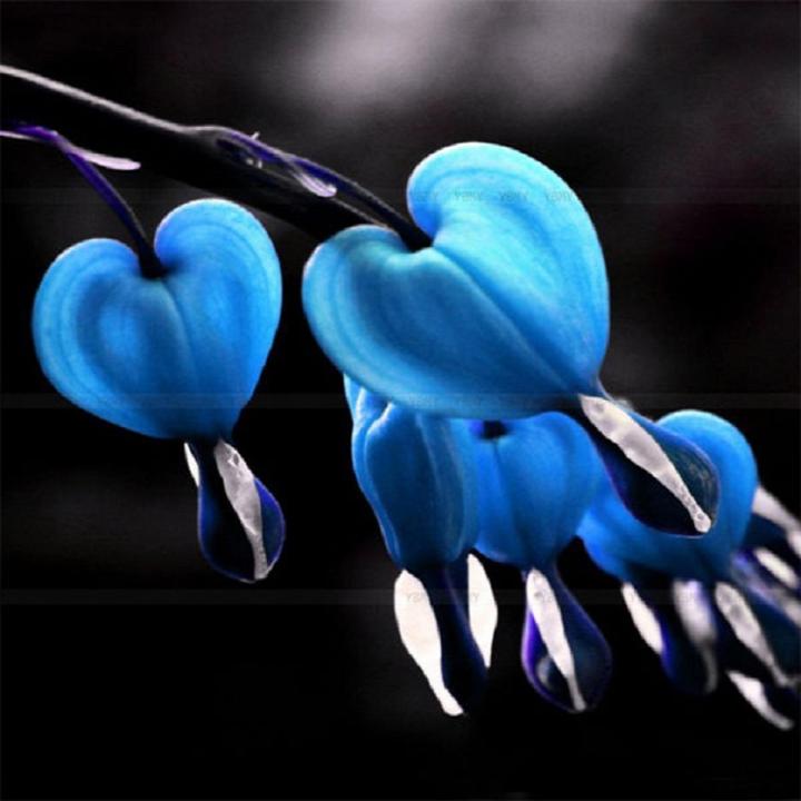Blue Bleeding Heart Flower Tree Seeds | Daraz.pk
