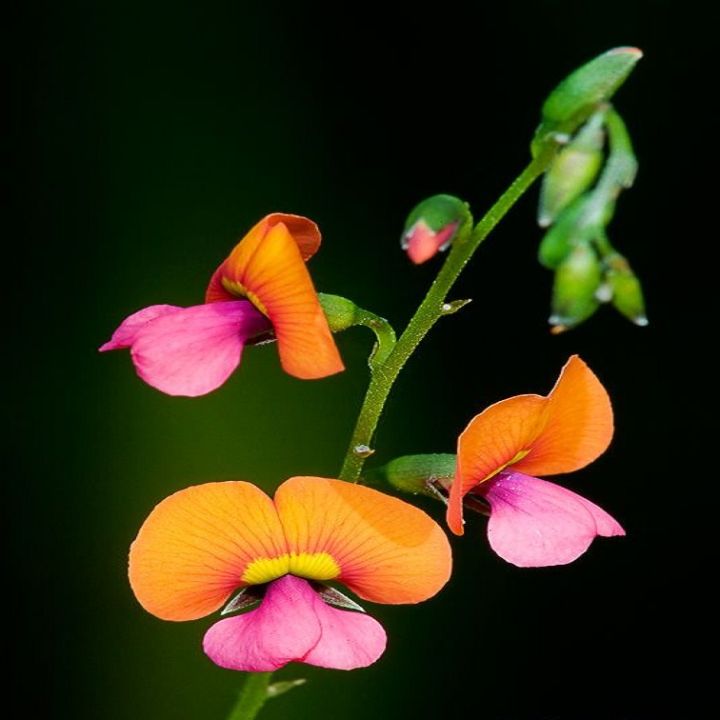 Sweet Pea Orange Pink Flower Seeds | Daraz.pk