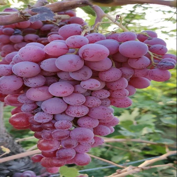 Grapes Purple Fruit Tree Seeds | Daraz.pk