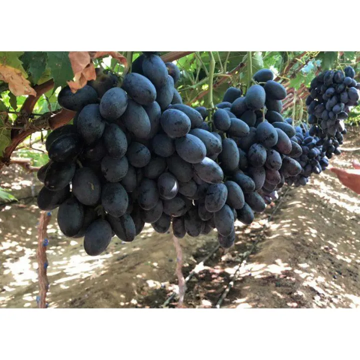 Grape Seeds Black imported the best seeds in Pakistan | Daraz.pk