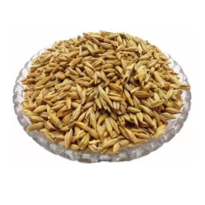 Oat Seeds Jai for Birds Budgies Lovebirds and Cockatiel Parrorts 1kg ...
