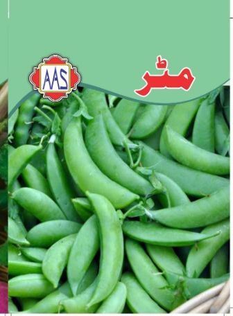 Peas / Matar Vegetable Winter Seeds - High Germination Rate By HMS ...