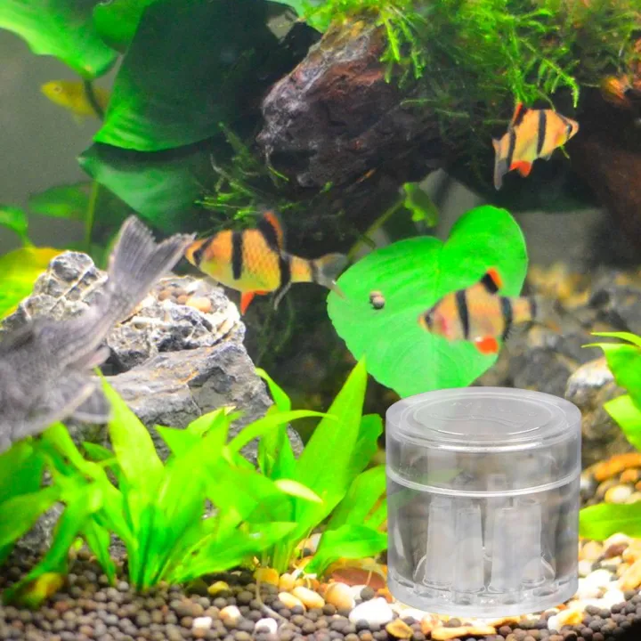 Transparent Portable Acrylic Planaria for Fish Durable Pest Feeding Box ...