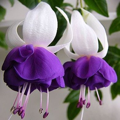 Lena Fuchsia Flower Plant Seeds | Daraz.pk