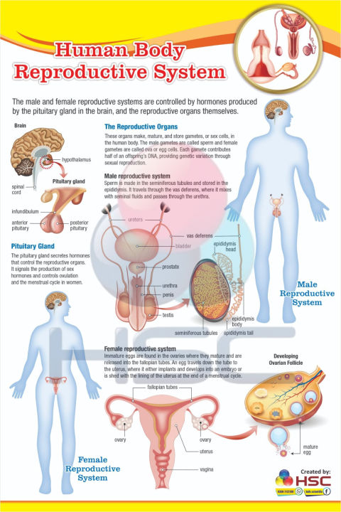 Biology chart for human body reproductive system | Daraz.pk
