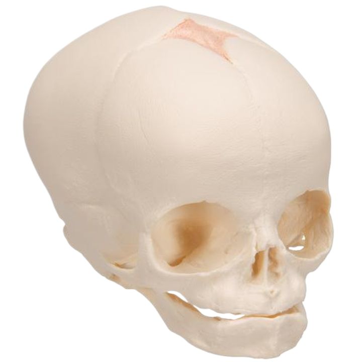 Human Fetal Skull Anatomy Model | Fetus Skull | Teaching Model | Daraz.pk