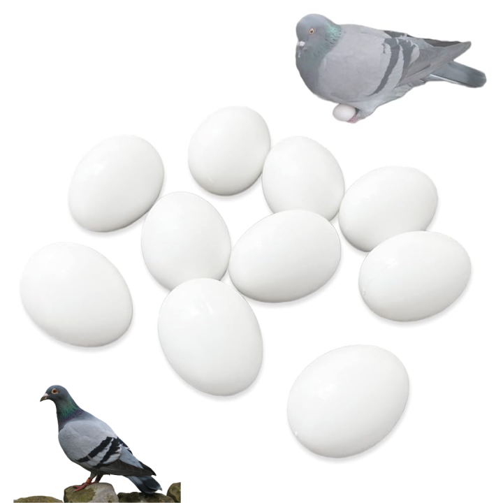 Anti-Breeding Pigeon Eggs (Pack Of 10)– White Plastic Dummy Egg | Daraz.pk