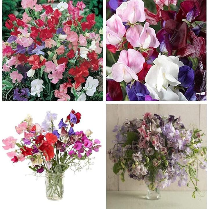 25+ F1 Hybrid Sweet Pea Formula mix Flower Seeds – winter Flowers Seeds ...