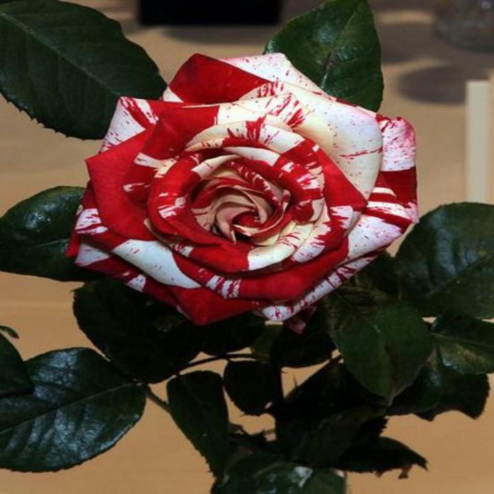 Red Dragon Rose Seeds | Daraz.pk