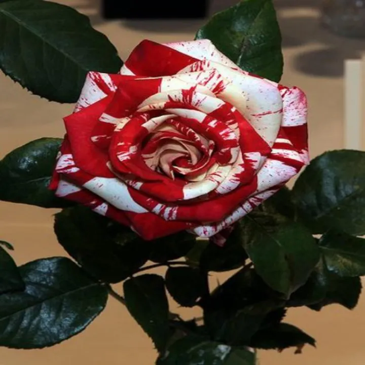 Red Dragon Rose Flower Seeds | Daraz.pk