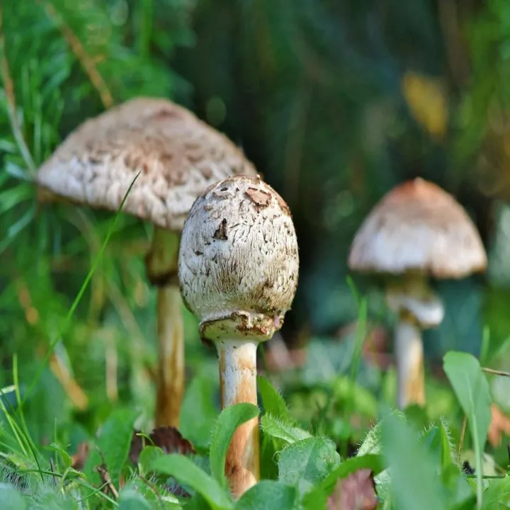 Parasol Mushroom Spawn Seeds | Daraz.pk