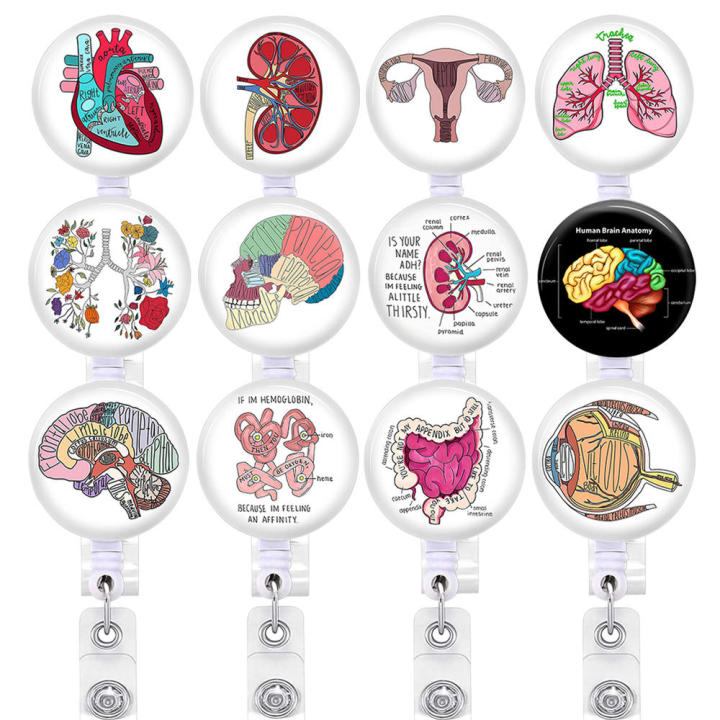 Color-coded Organs models Lightweight 3D design Packaged set ...