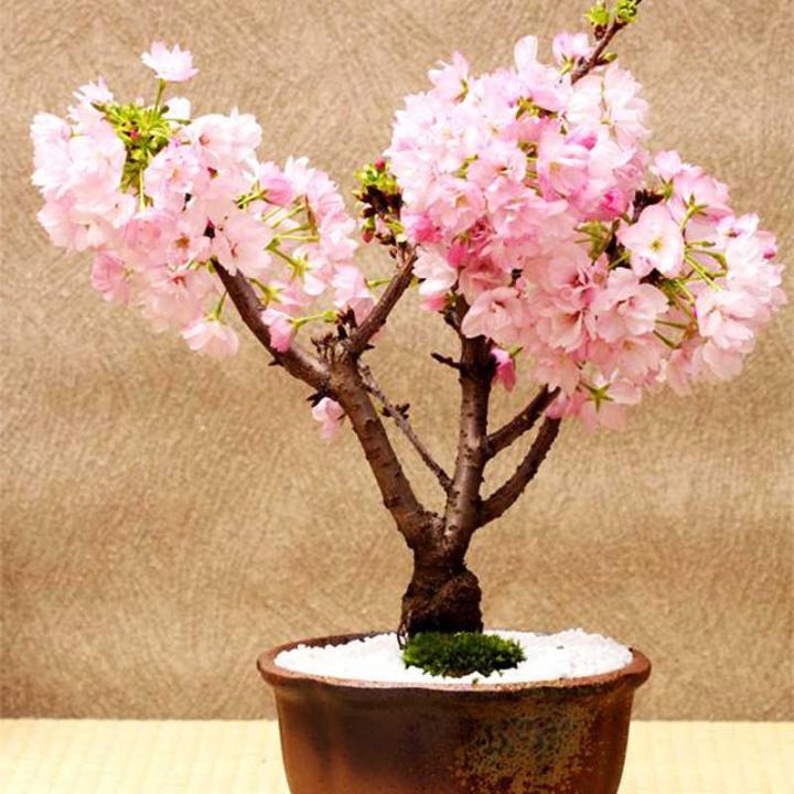Rare Japanese Sakura Red Pink Cherry Seeds | Daraz.pk