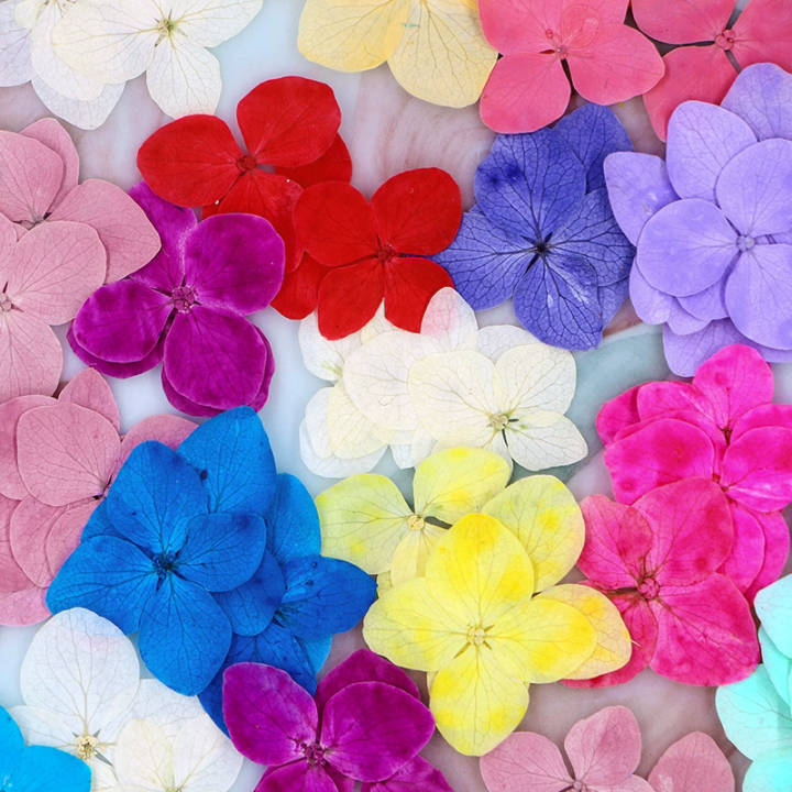 RHS Online 12PCS Hydrangea Pressed Flowers Natural Floral DIY Crafts ...