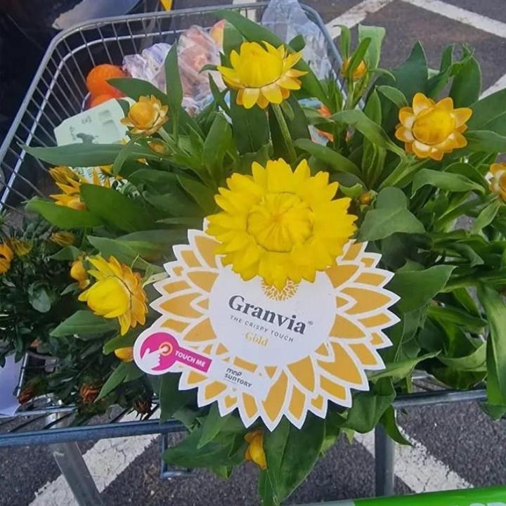 Granvia Gold Plant Seeds | Daraz.pk
