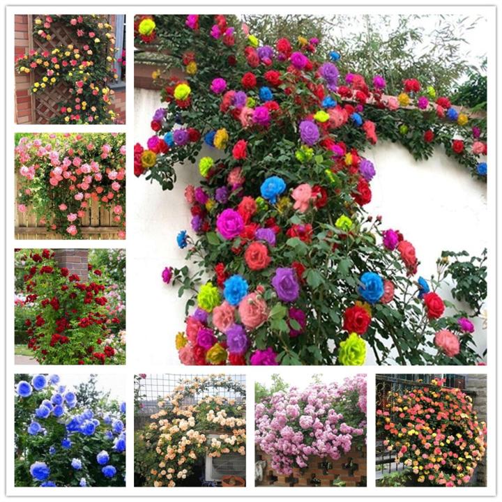 Multi Colour Climbing Rose Seeds Mix | Daraz.pk