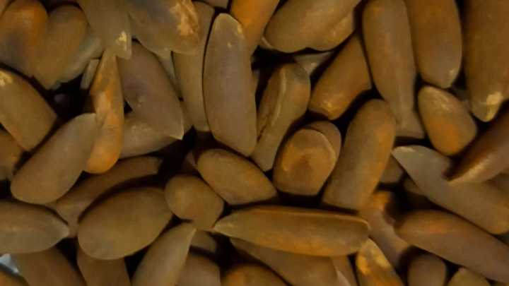 Pine Nuts [Premium Quality] (Brown Chilgoza/ just Fresh) 1 kg | Daraz.pk