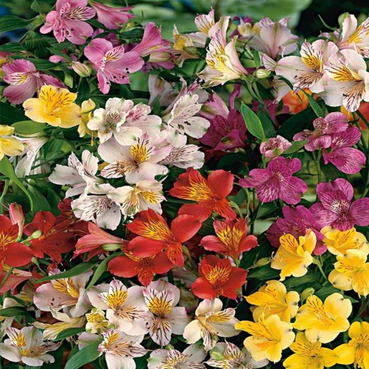 Peruvian Mix Lily Flower Seeds | Daraz.pk