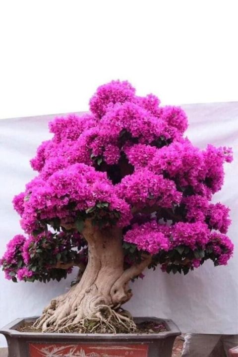 Bougainvillea Purple Tree Seeds | Daraz.pk