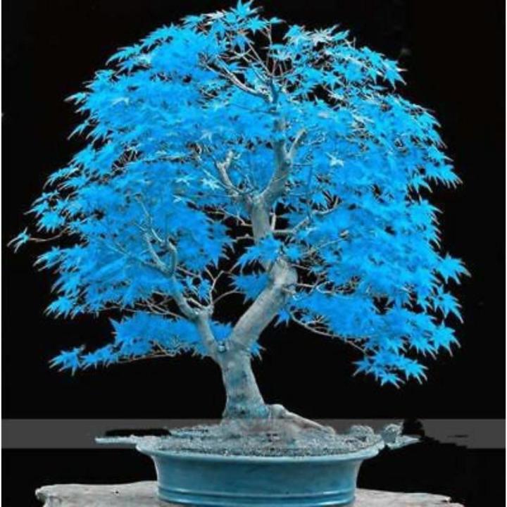 Rare Bonsai Blue Maple Tree Seeds | Daraz.pk