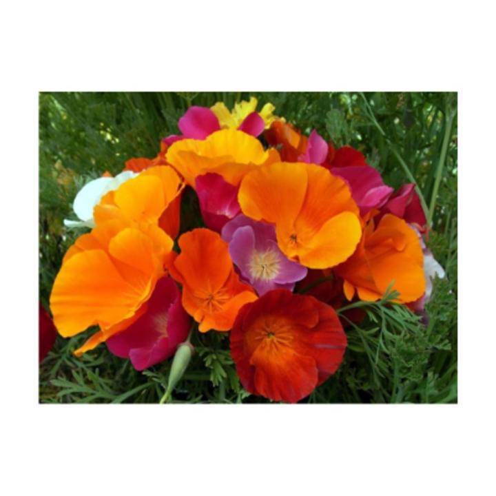 Poppy Winter flower mix seeds by HMS Product | Daraz.pk