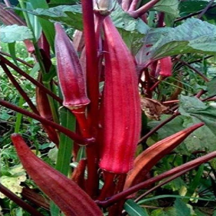 Okra Red Vegetable Seeds | Daraz.pk