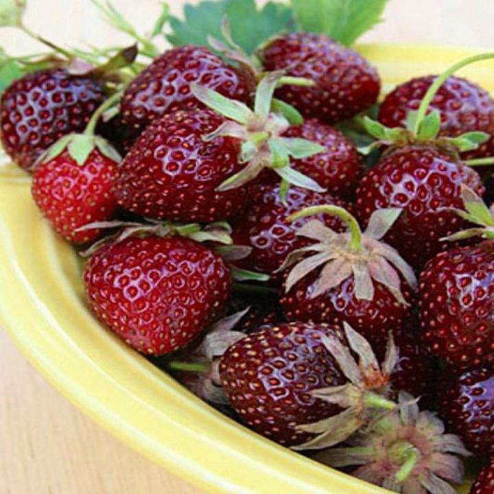 Giant Sweet Maroon Strawberry Fruit Seeds | Daraz.pk