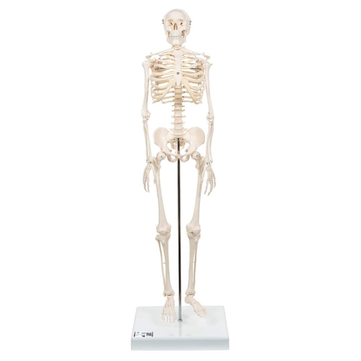 Human Skeleton Anatomical Model with Spine Nerves CBM-001D 85cm ...