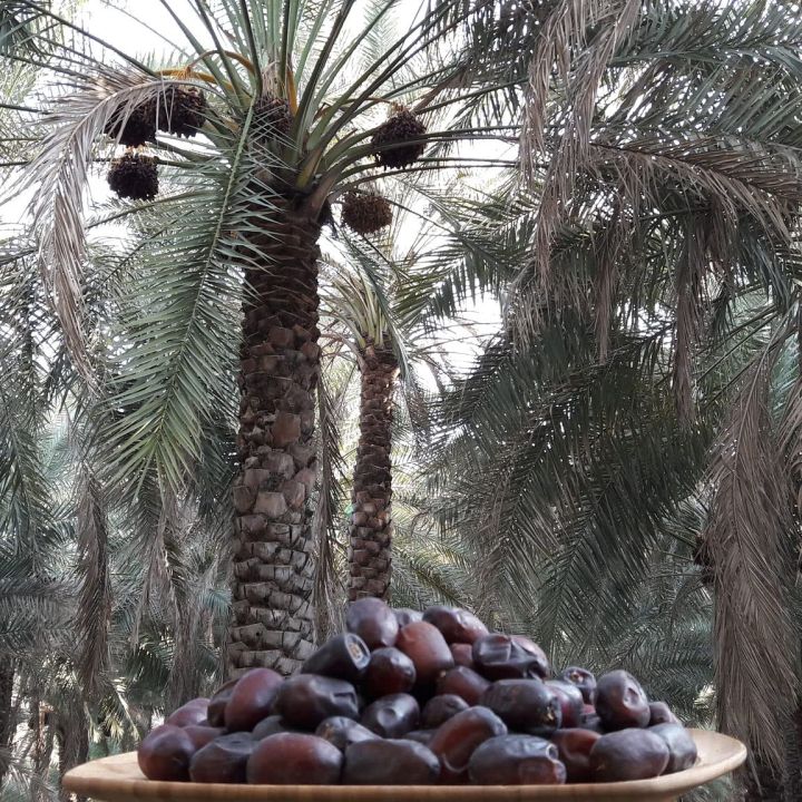 FRESH SOFT DATES BEST QUALITY MAZAFATI 600 G EACH BOXES BAM DATES NEW ...