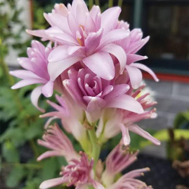 Pack of 5 bulb Double Fragrant Tuberoses 'Pink Saphire' | Perennial ...