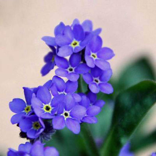 Forget Me Not Seeds - Indigo Blue 15gm | Daraz.pk